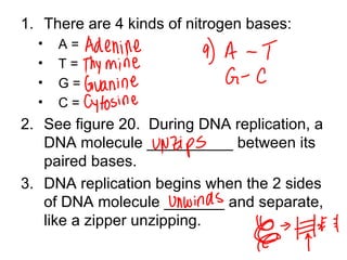 Dna Guided Reading Pd6 | PPT
