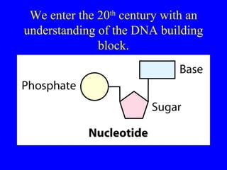 Dna in basic | PPT