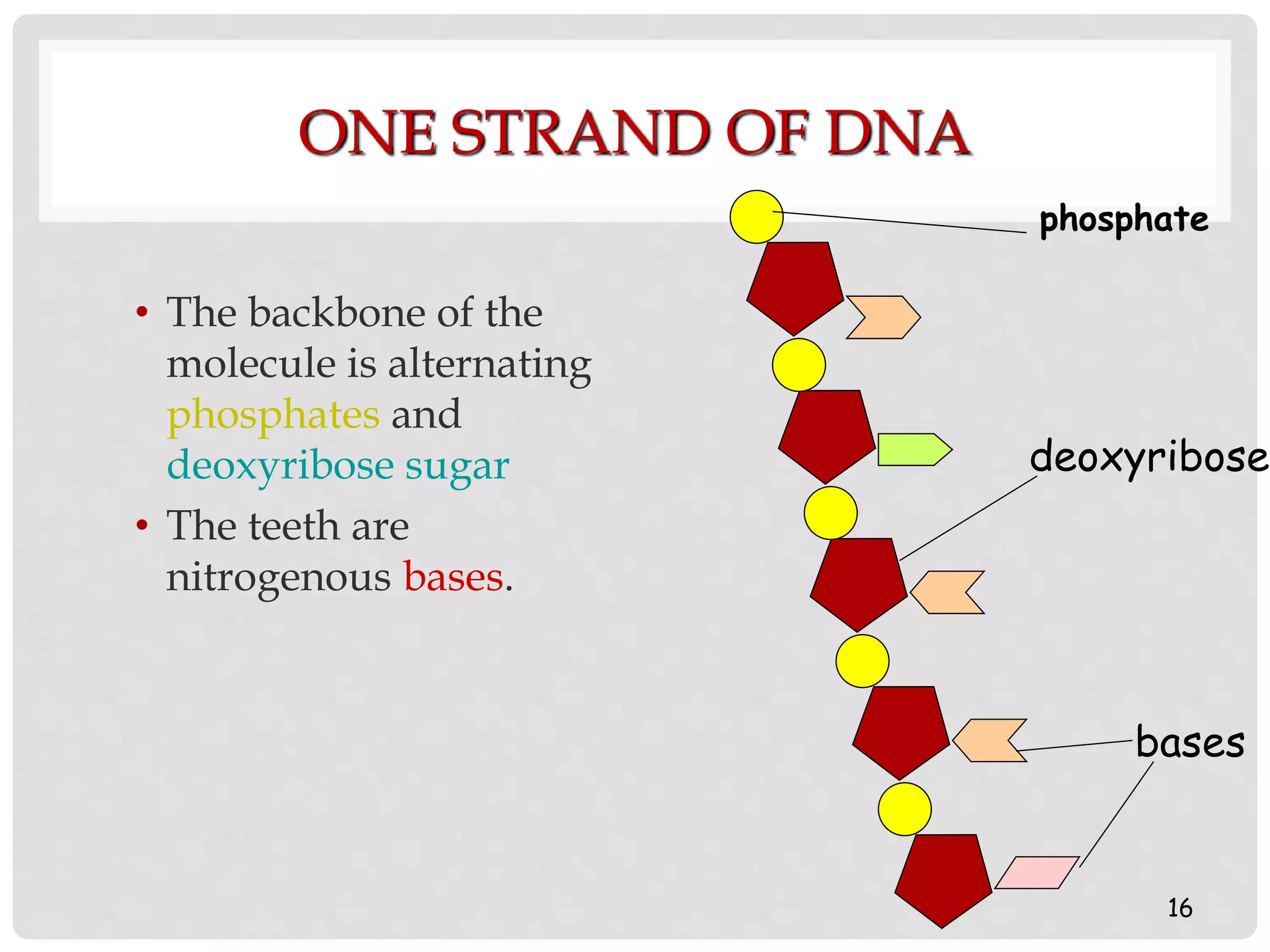 Introduction to DNA | PPTX