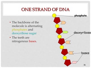 Introduction to DNA | PPTX