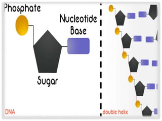 Introduction to DNA | PPTX