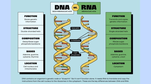 DNA Introduction and Central Dogma of biology | PPTX