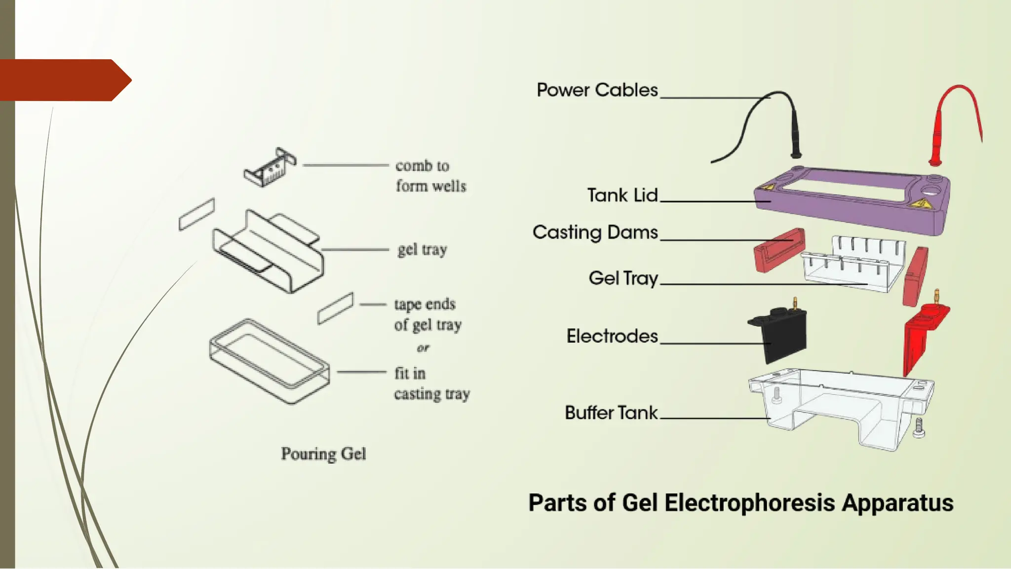 DNA Isolation cell division and the mitosis | PPTX