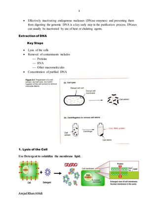 DNA isolation | DOCX