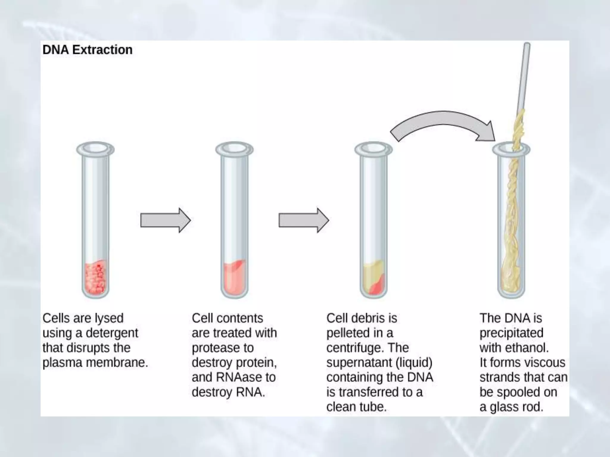 Dna isolation | PPTX