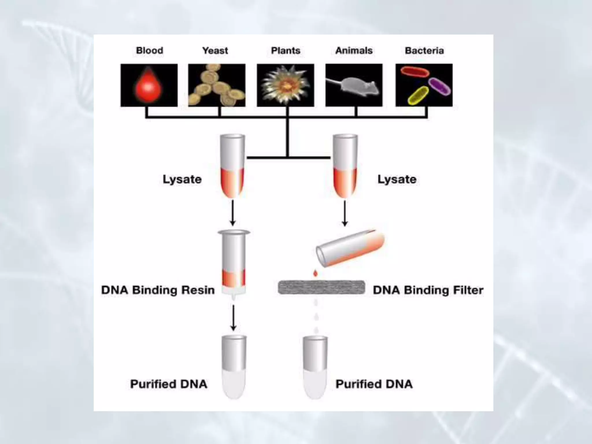 Dna isolation | PPTX