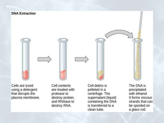 Dna isolation | PPTX