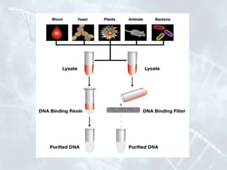 Dna isolation | PPTX