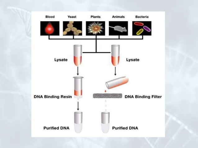 Dna isolation | PPT