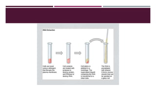 Dna isolation | PPTX