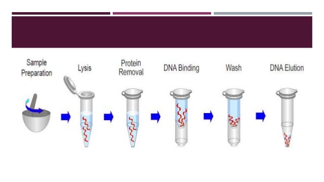 Dna isolation
