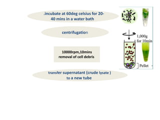 DNA isolation molecular biology practical.pptx