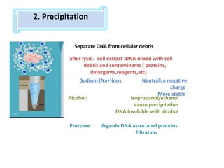 DNA isolation molecular biology practical.pptx