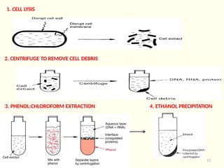 DNA ISOLATION and purification Basics and protocols | PPTX