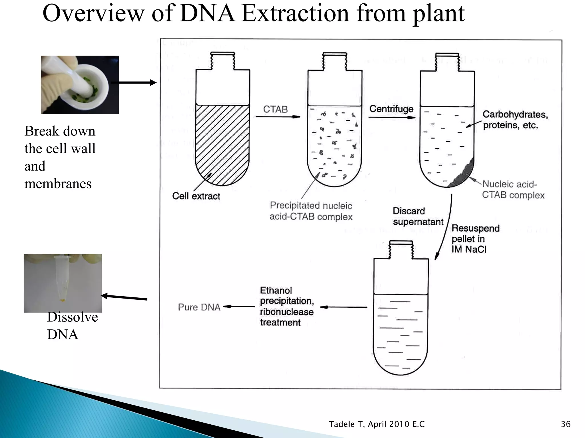 Dna isolation from various sources | PDF