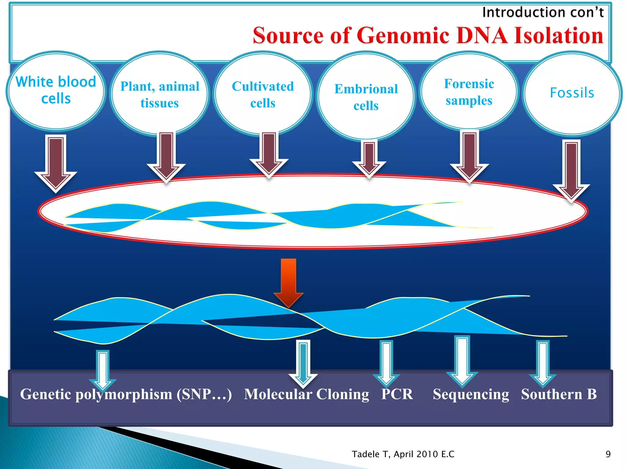 Dna isolation from various sources | PDF
