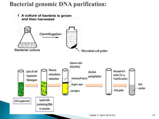 Dna isolation from various sources | PDF