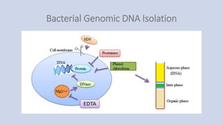 Genomic Dna Isolation From Blood, Bacteria and Plasmid DNA Isolation | PPTX