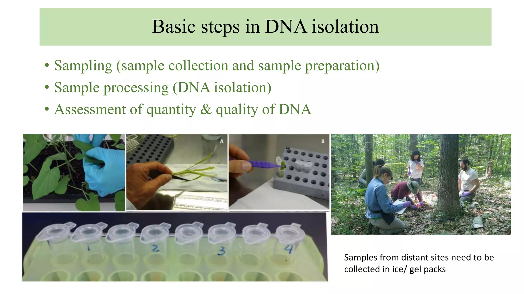 Dna Isolation The Very Basics Pptx