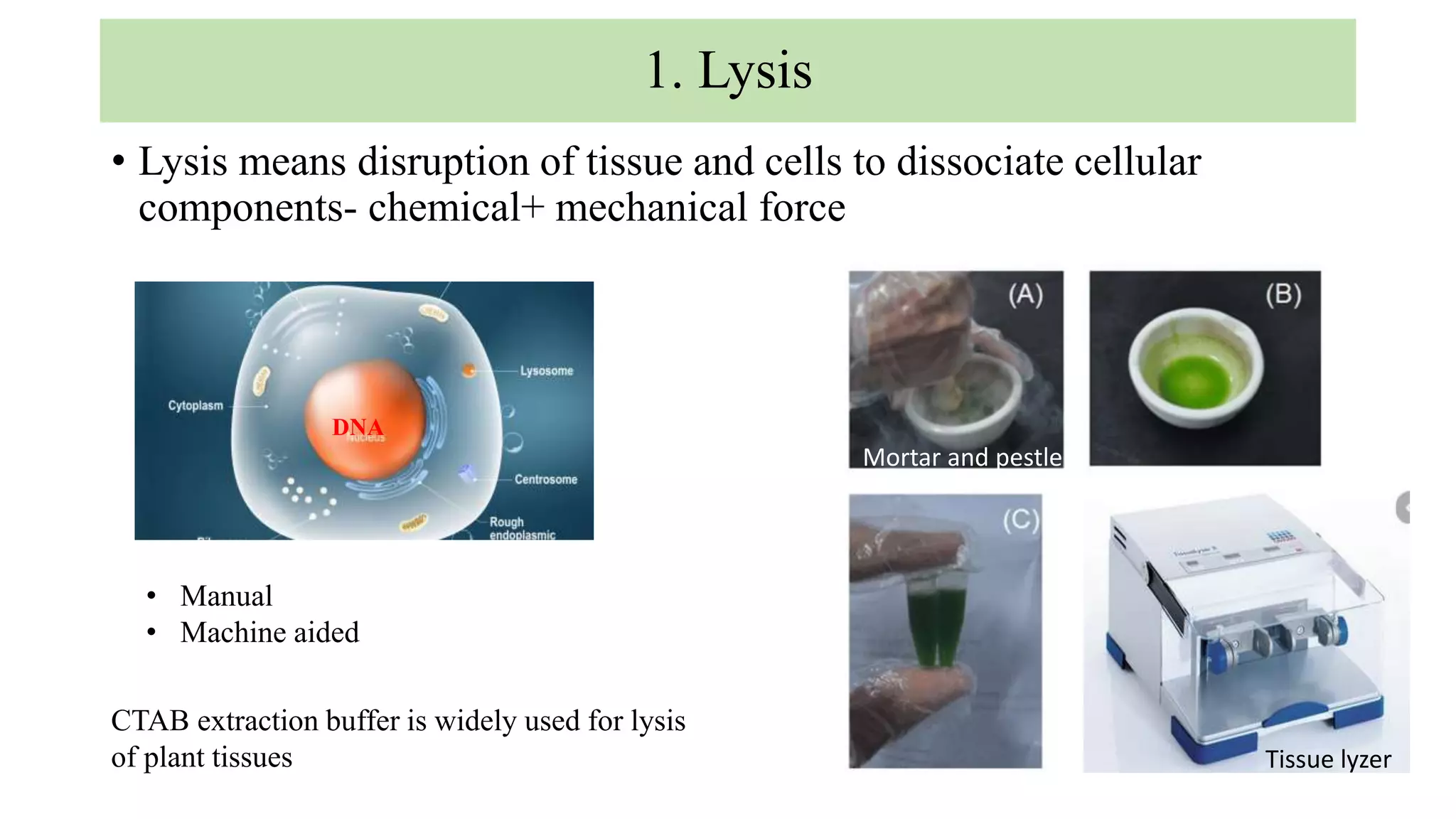DNA isolation the very basics.pptx