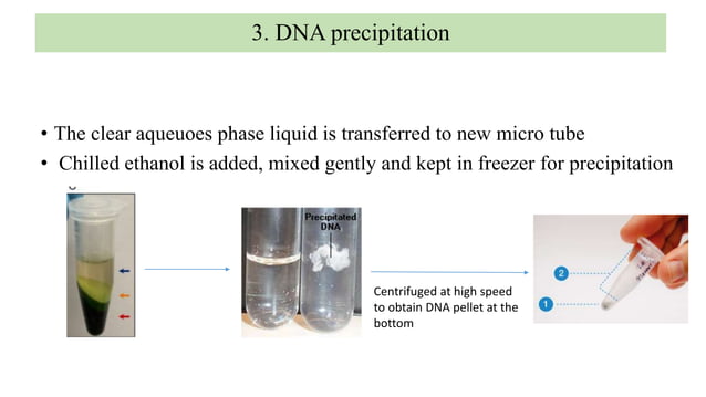 DNA isolation the very basics.pptx