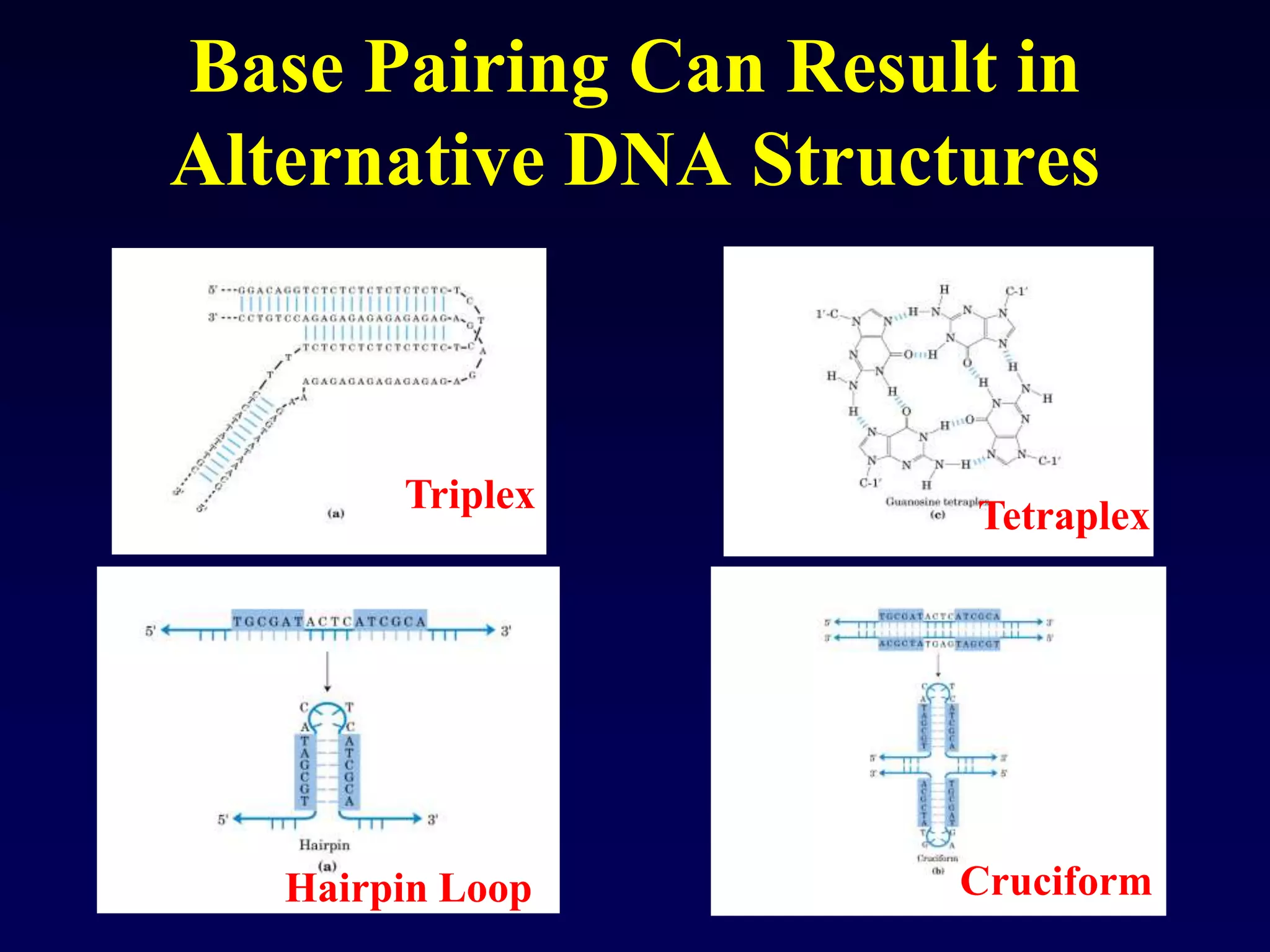 Dna lecture | PPTX