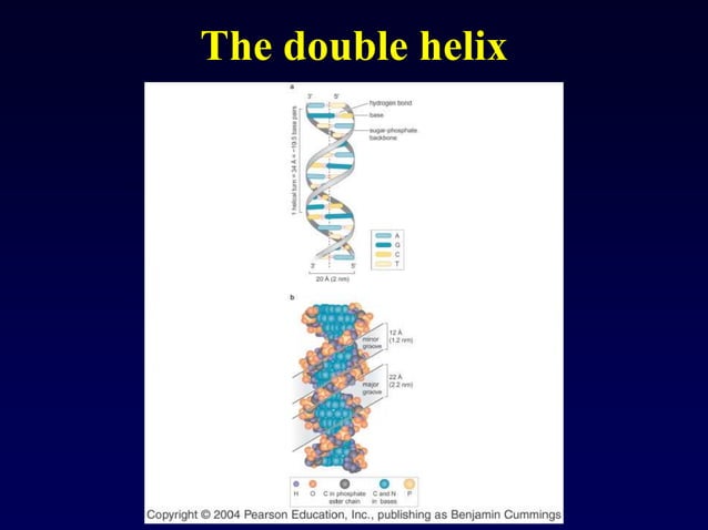 Dna lecture | PPT