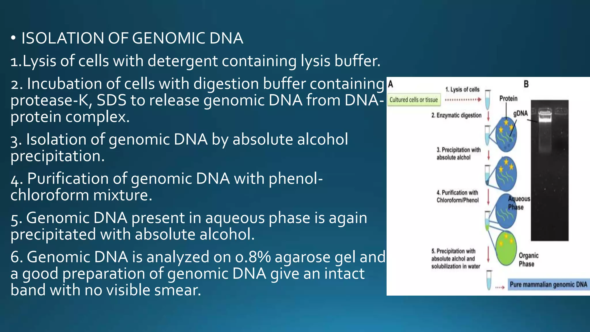 Dna libraries | PPT