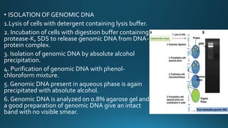 Dna libraries | PPTX
