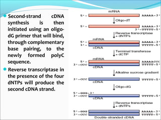 Dna libraries | PPT