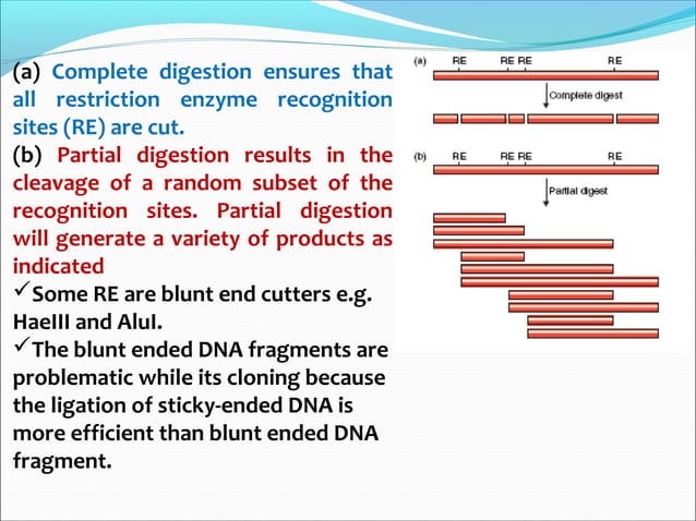 Dna libraries | PPT