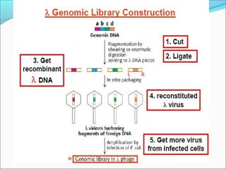 Dna libraries | PPT