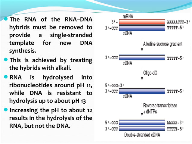 Dna libraries | PPT
