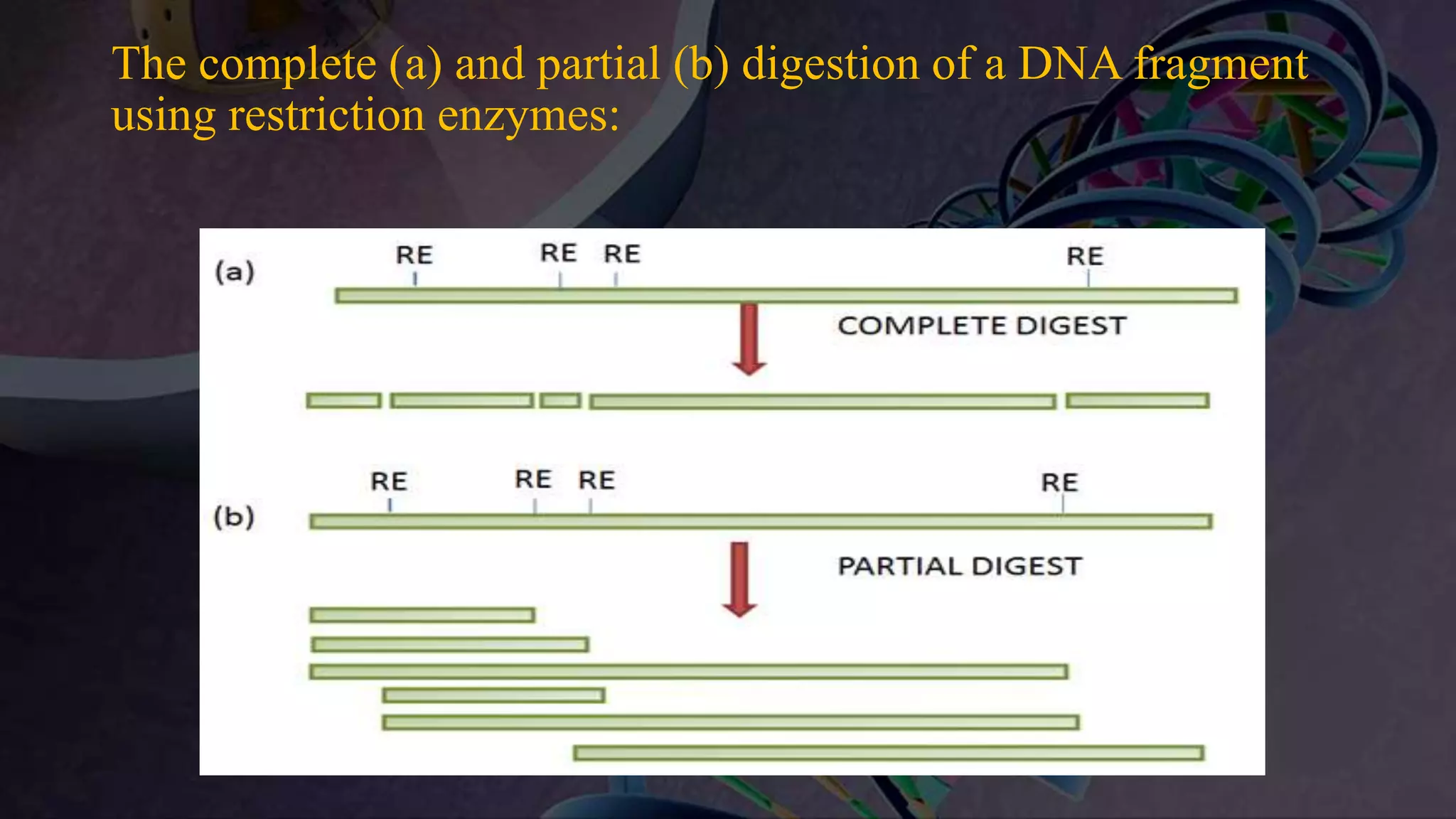 DNA libraries | PPTX