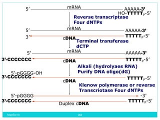 DNA library | PPTX
