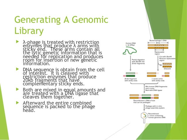 Dna library CONSTRUCTION