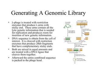 Dna library lecture-Gene libraries and screening | PPT