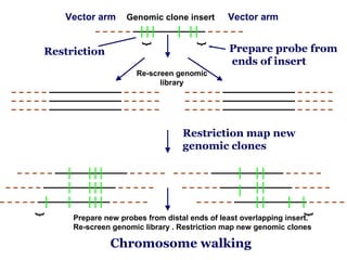 Genomic Library Screening