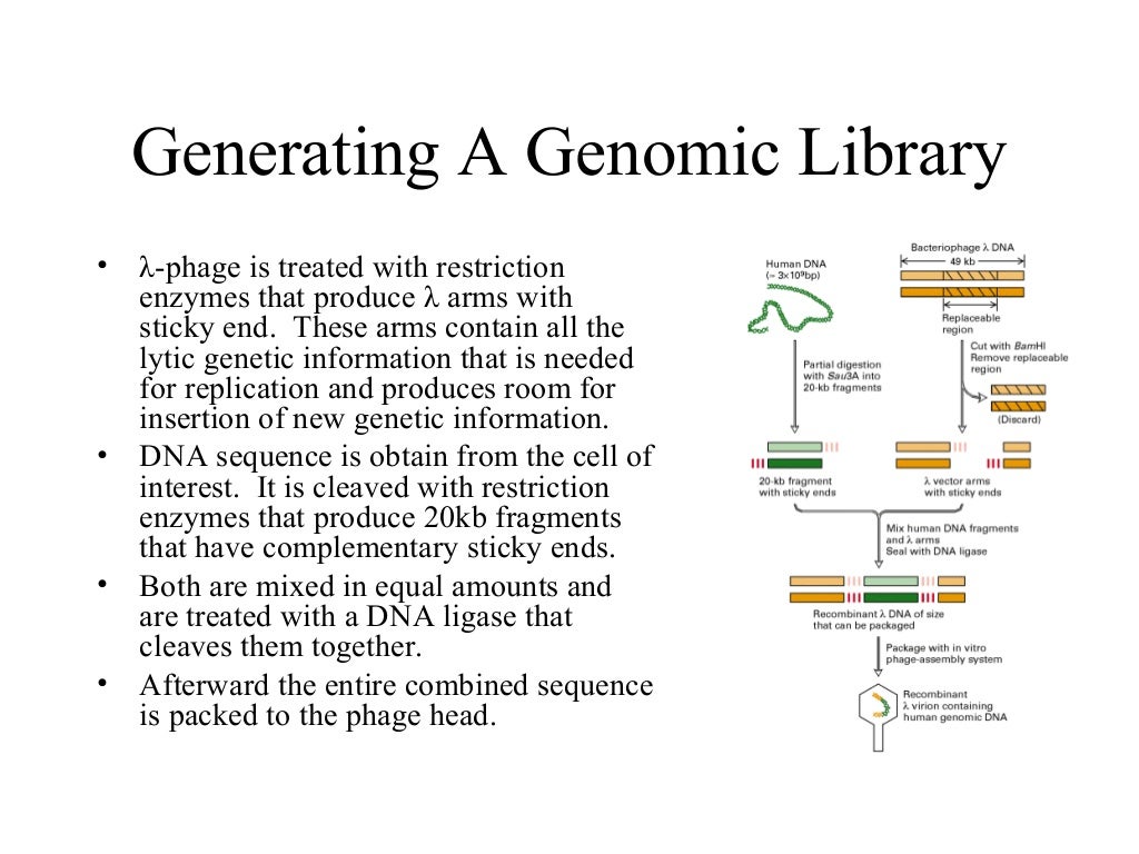 Dna library lecture-Gene libraries and screening