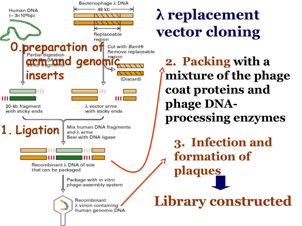 Dna library lecture-Gene libraries and screening