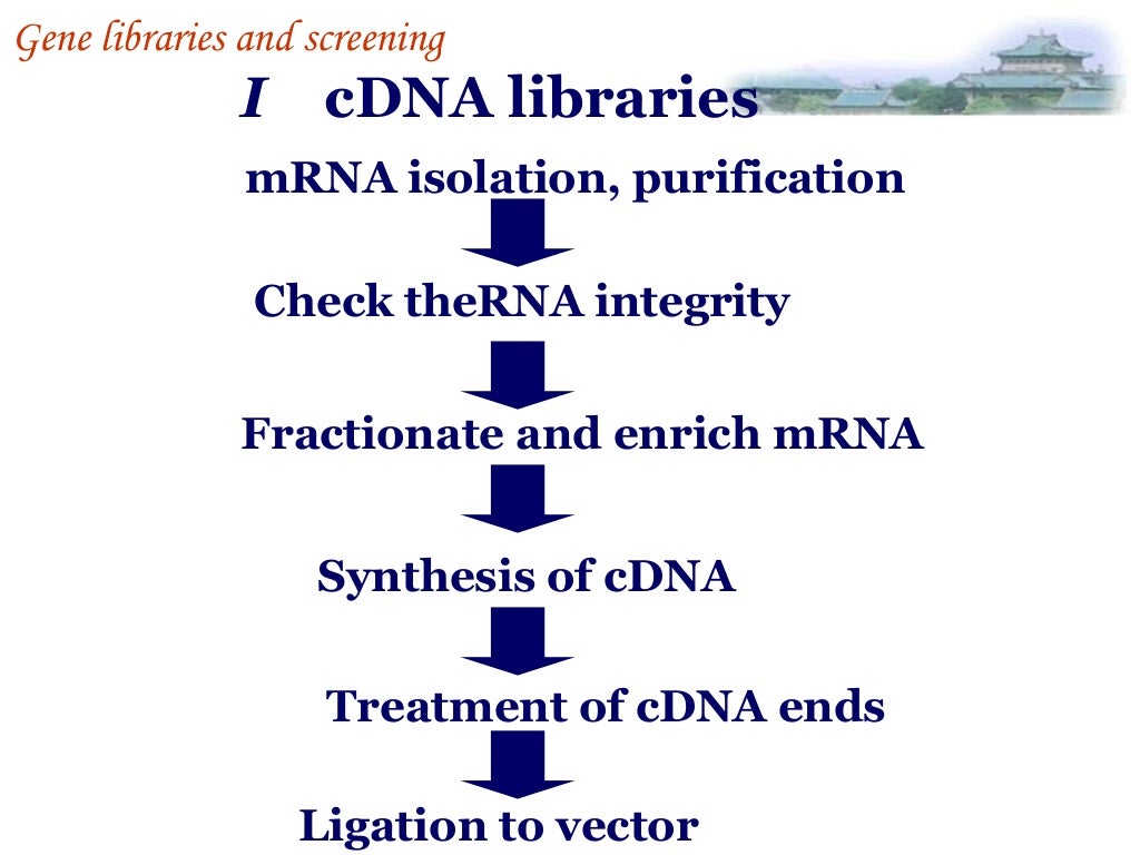 Dna library lecture-Gene libraries and screening