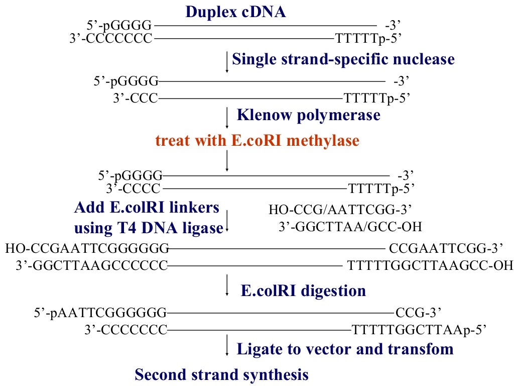 Dna library lecture-Gene libraries and screening