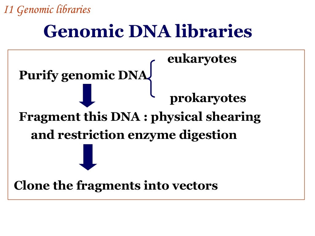 Dna library lecture-Gene libraries and screening