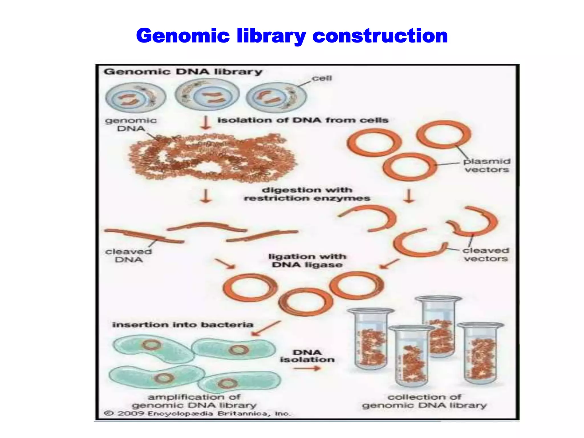 DNA library ppt.pptx