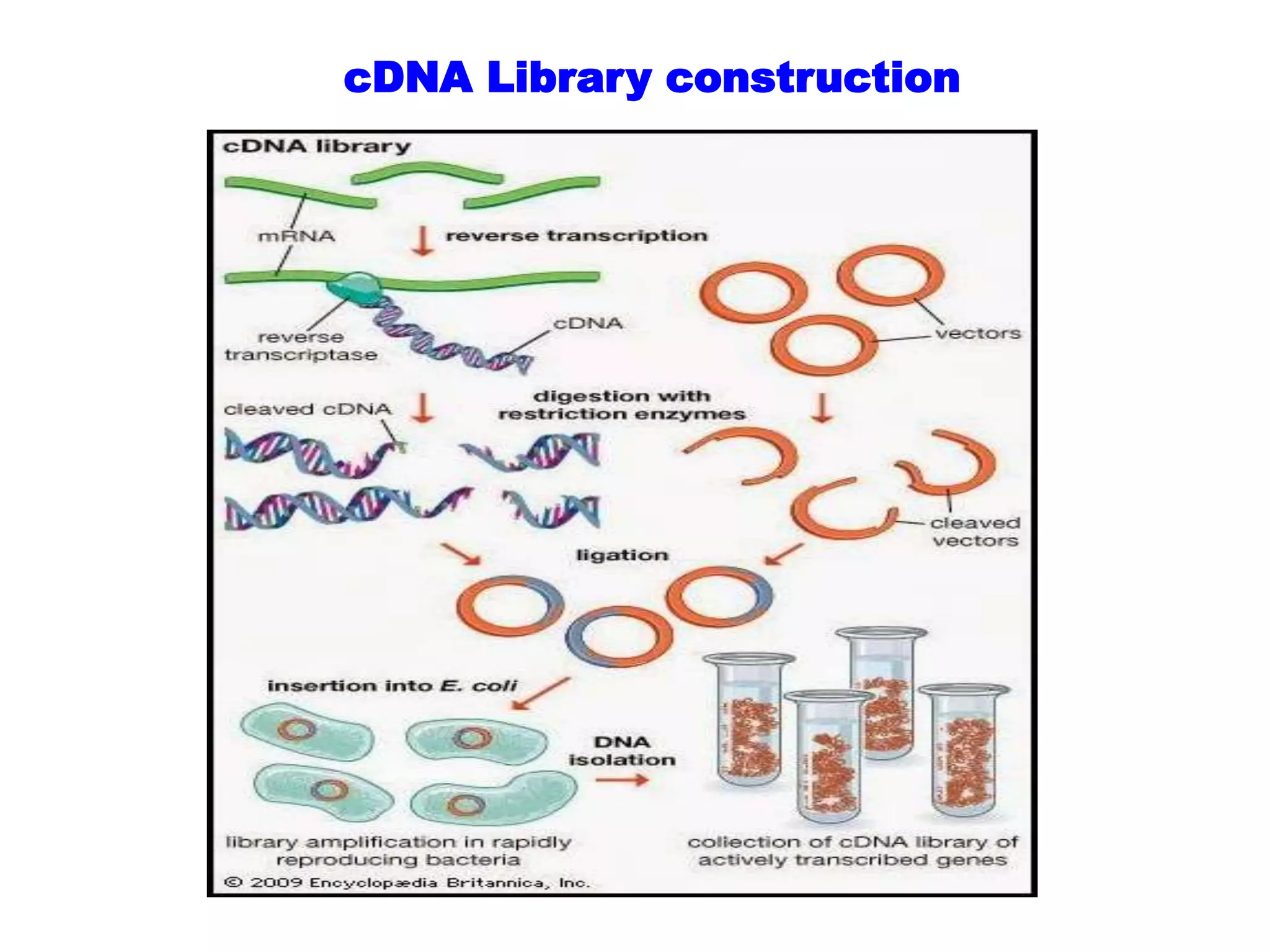 DNA library ppt.pptx