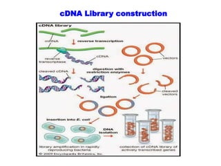 DNA library ppt.pptx