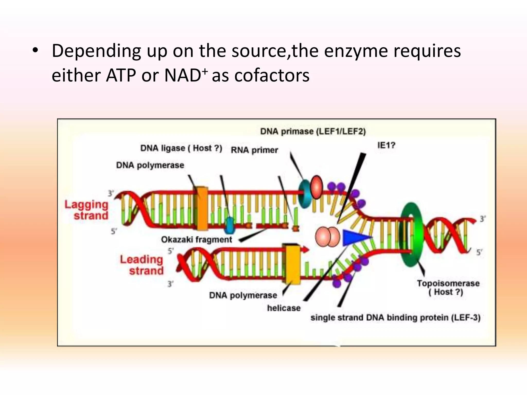 Dna ligase | PPTX