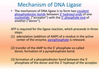 Dna ligase | PPTX