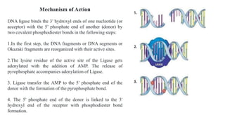 DNA Ligase.pptx biotechnology notes for students | PPTX