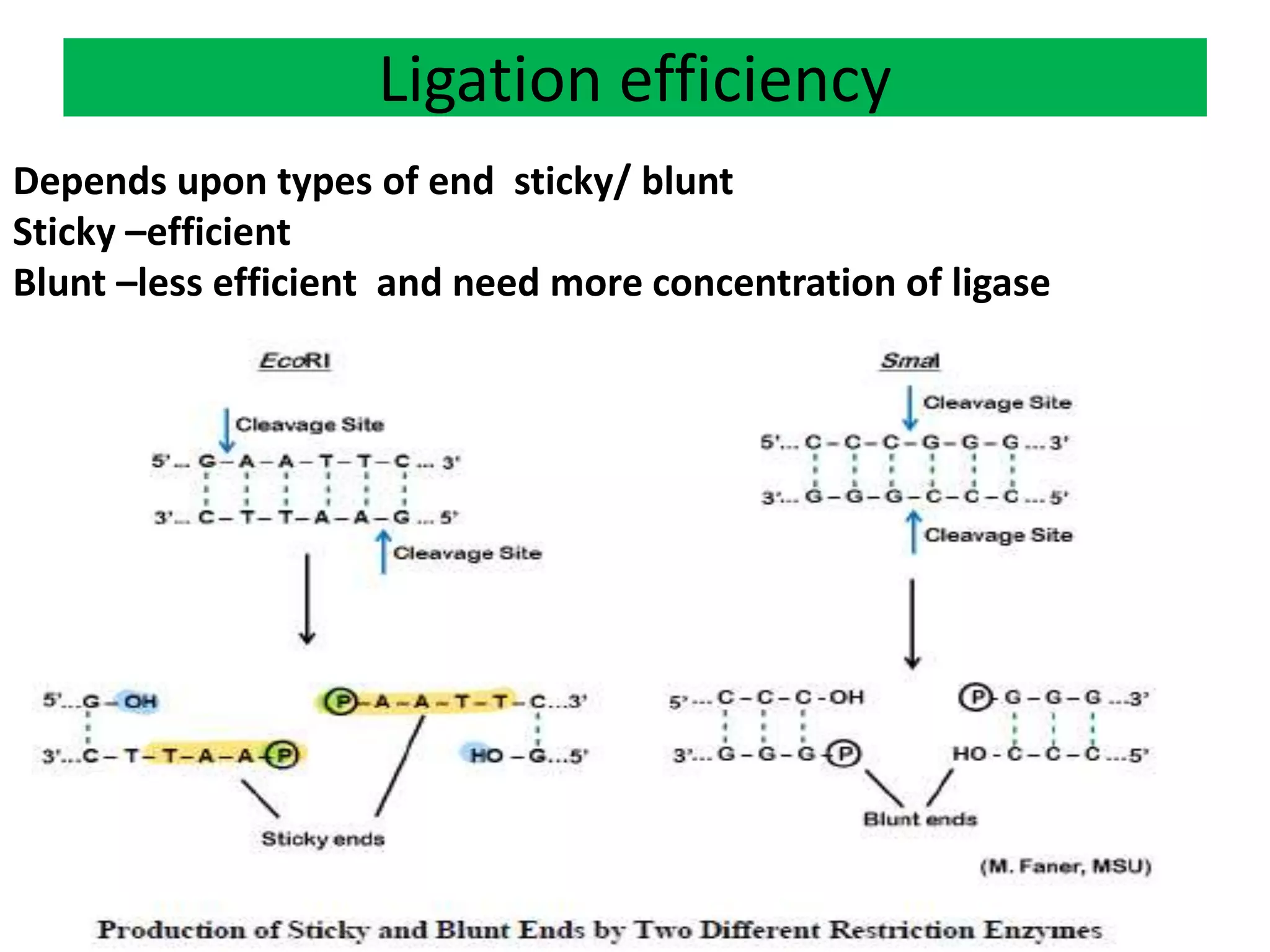 DNA ligase enzymes | PPT